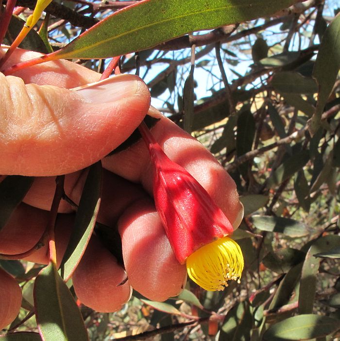 Esperance Wildflowers: Eucalyptus stoatei - Scarlet Pear Gum