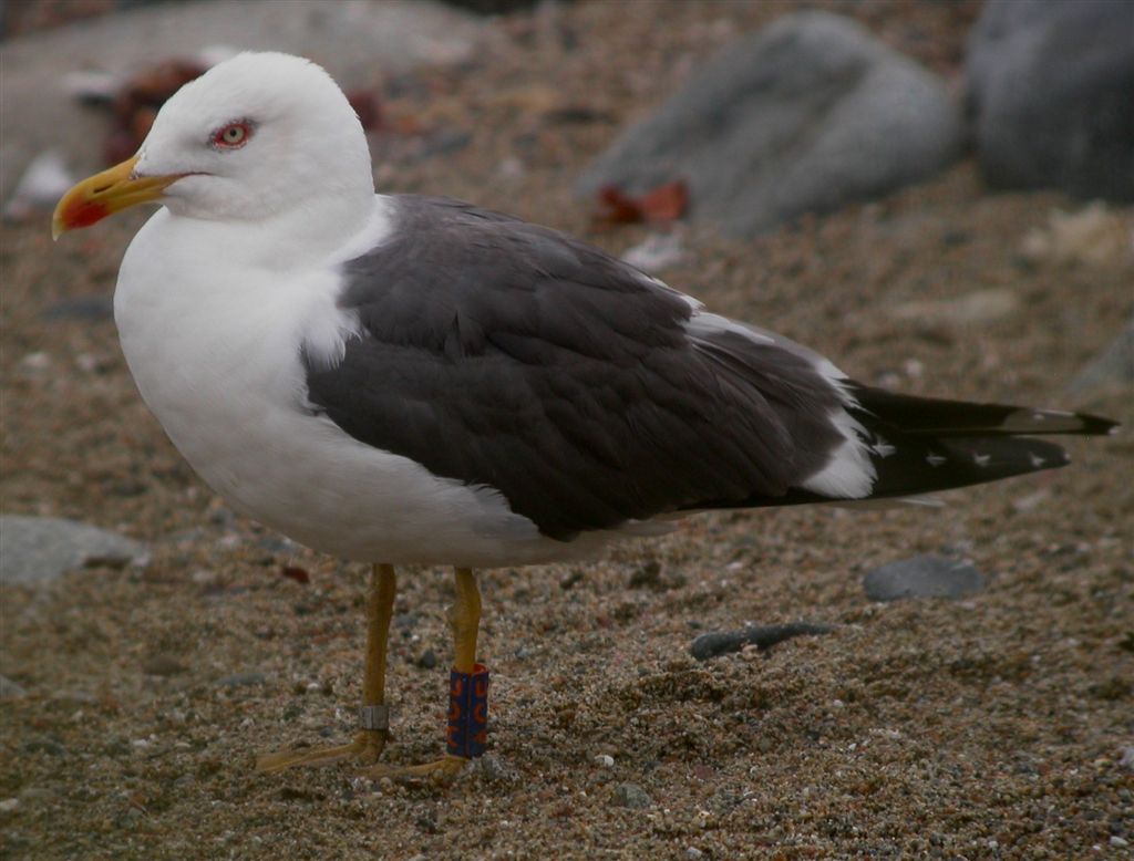 Guernsey Gulls: 1st Summer Norwegian Great Black-backed Gull at Chouet