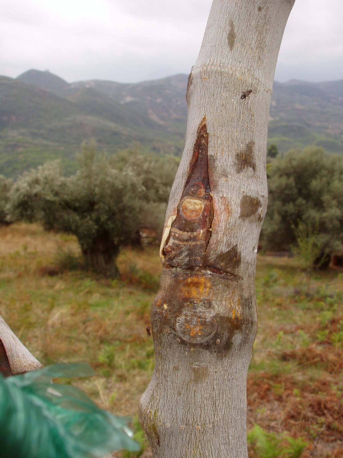 Εμβολιασμός συκιάς(Νο 2).