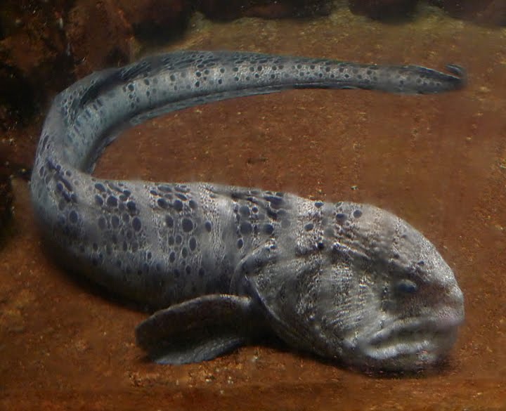 Are There Eels In Oregon at Samuel Truelove blog