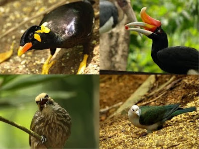 MERAWAN SIPUT JANTAN: LOK KAWI