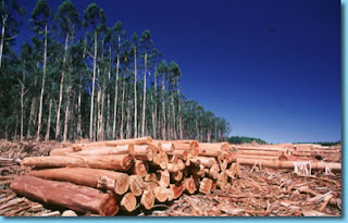 Amazonas: La tala indiscriminada