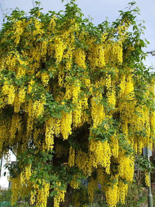 Joanne's Cottage Garden: LUXURIOUS LABURNUM