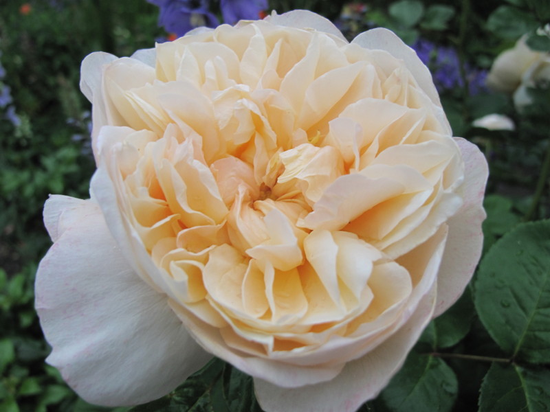 Joanne's Cottage Garden: ROSE EXTRAVAGANZA