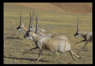 Fact About Science: Endangered Animals - Chiru