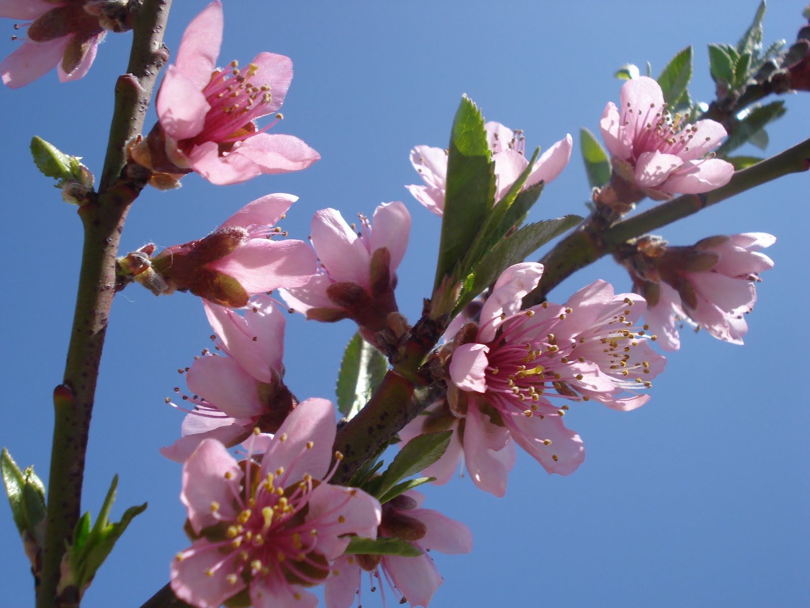 My Lubbock Garden: Elberta Peach Tree Blooms
