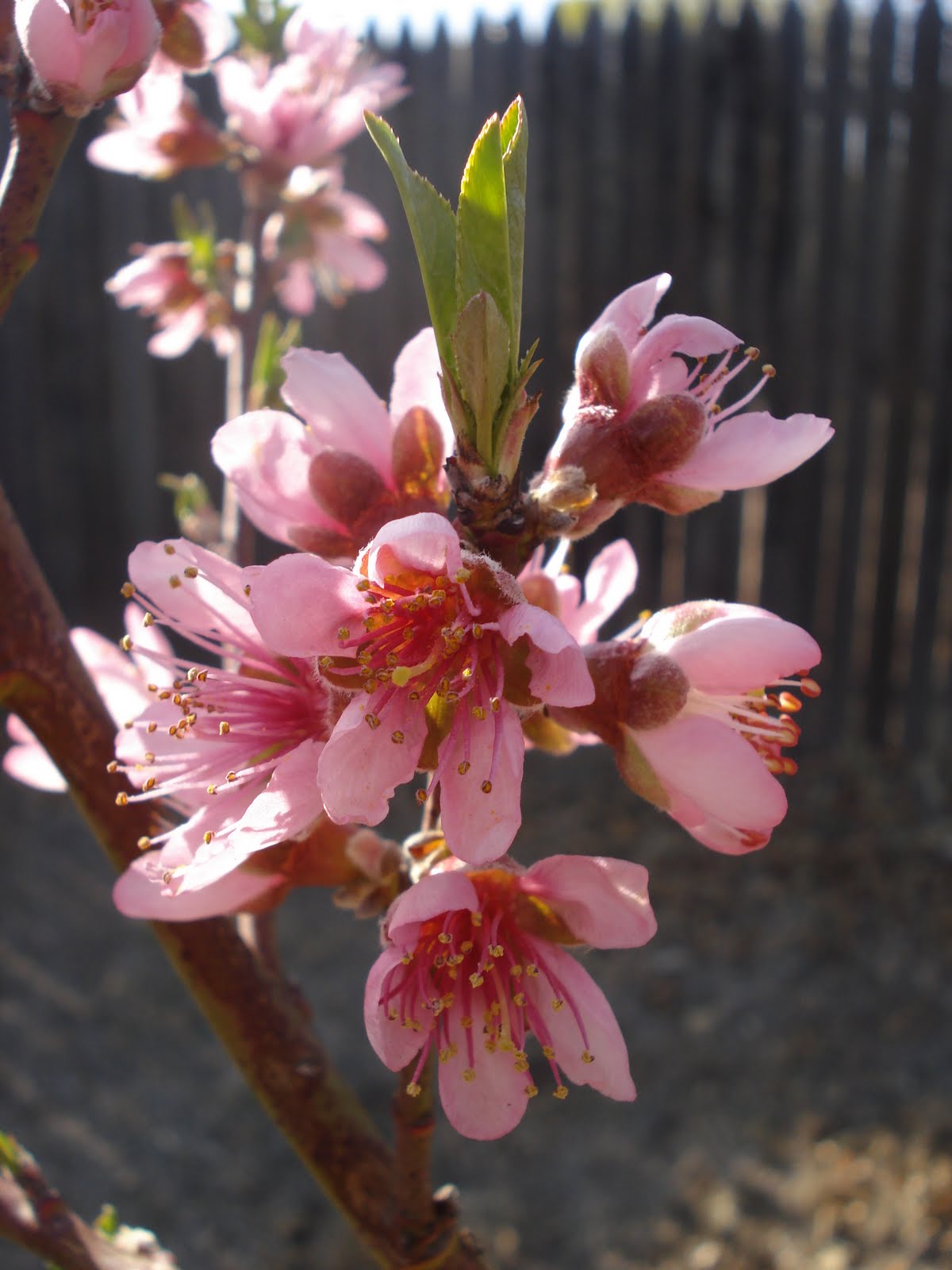 My Lubbock Garden: Elberta Peach Tree Blooms