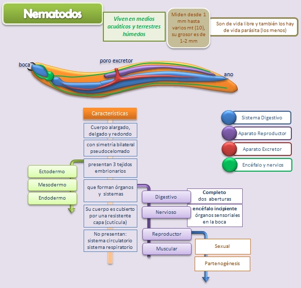 Nematodos, Biología, Microbiología
