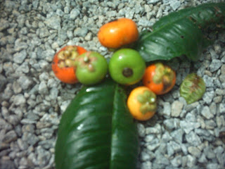 Embun ♥ Kaseh ♥ Rosaliza: BUAH KECUPU.......ATAU CUPU