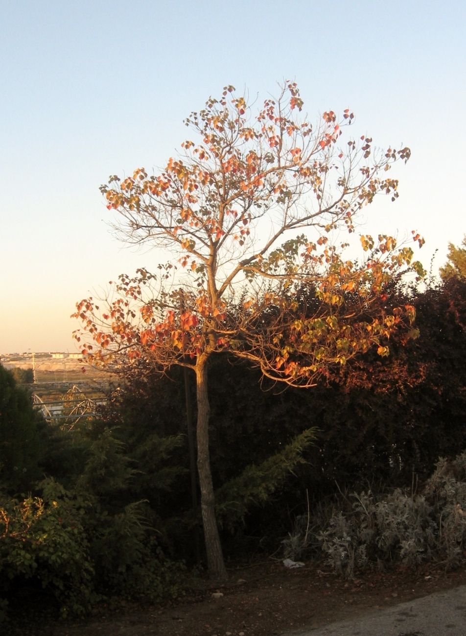 I Wish I Were a Photographer: December 2010