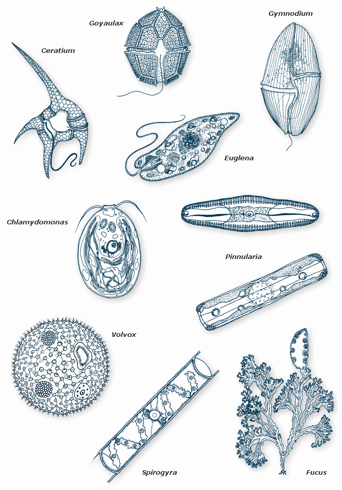 saúde e tudo mais: Reino Protista