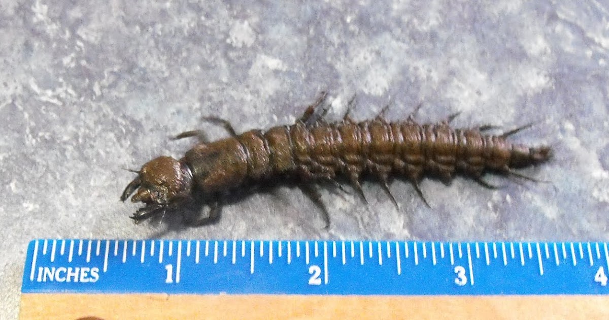 Little House On The River: Hellgrammite