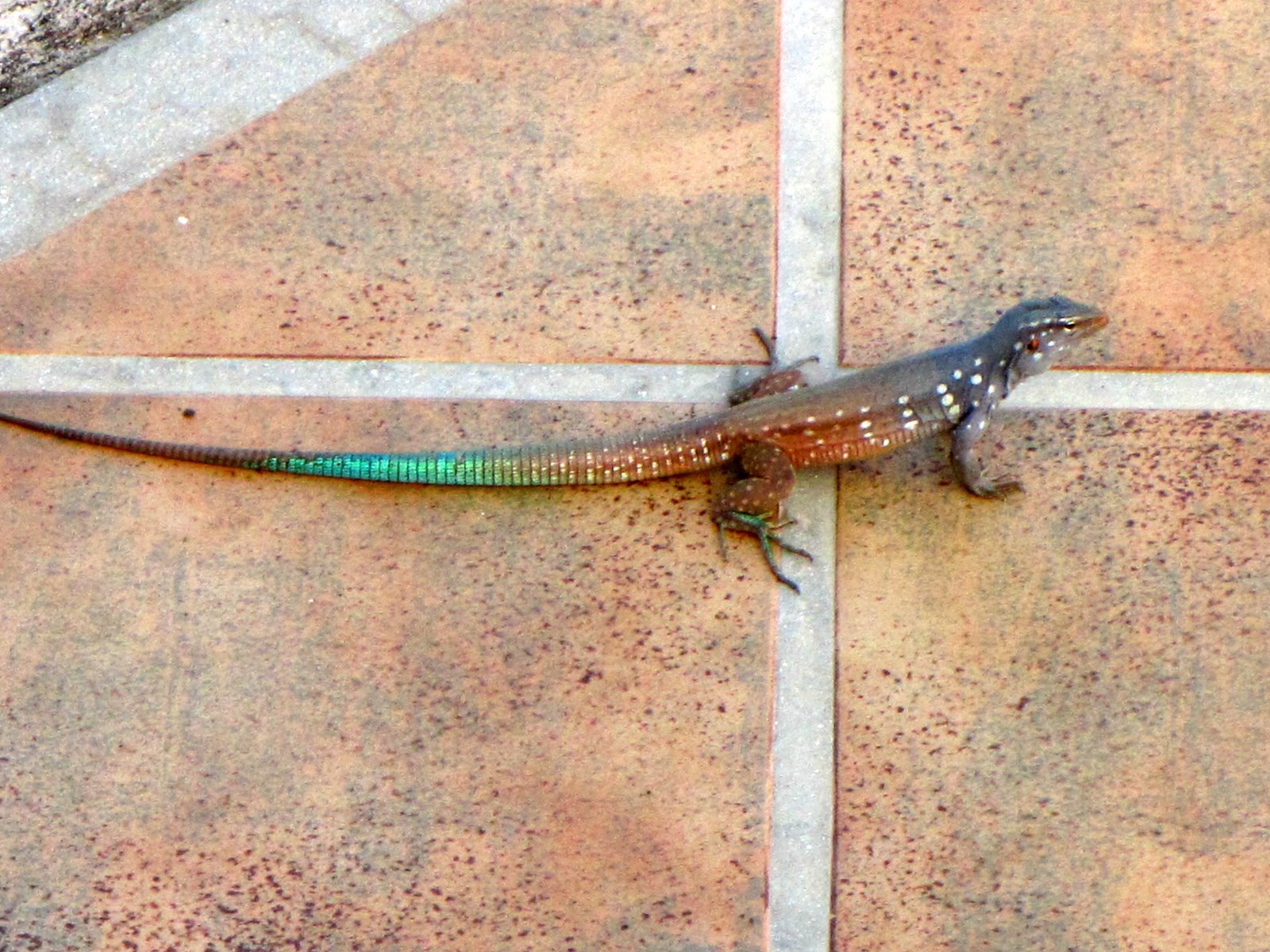 Now Showcased by T: Bonaire Whiptail Lizards