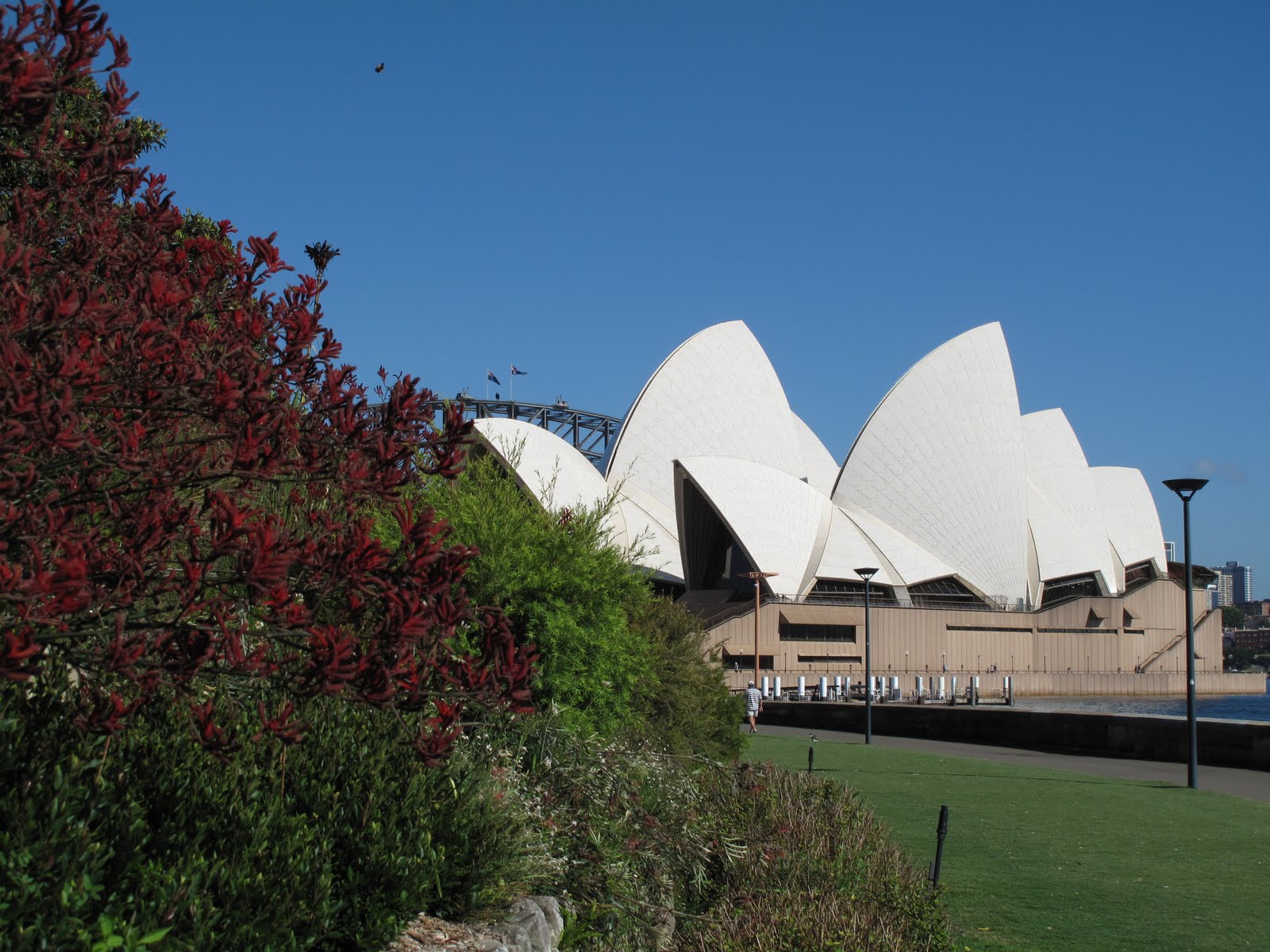 Sydney - Australia: Sydney Opera House with Kangaroo Paws