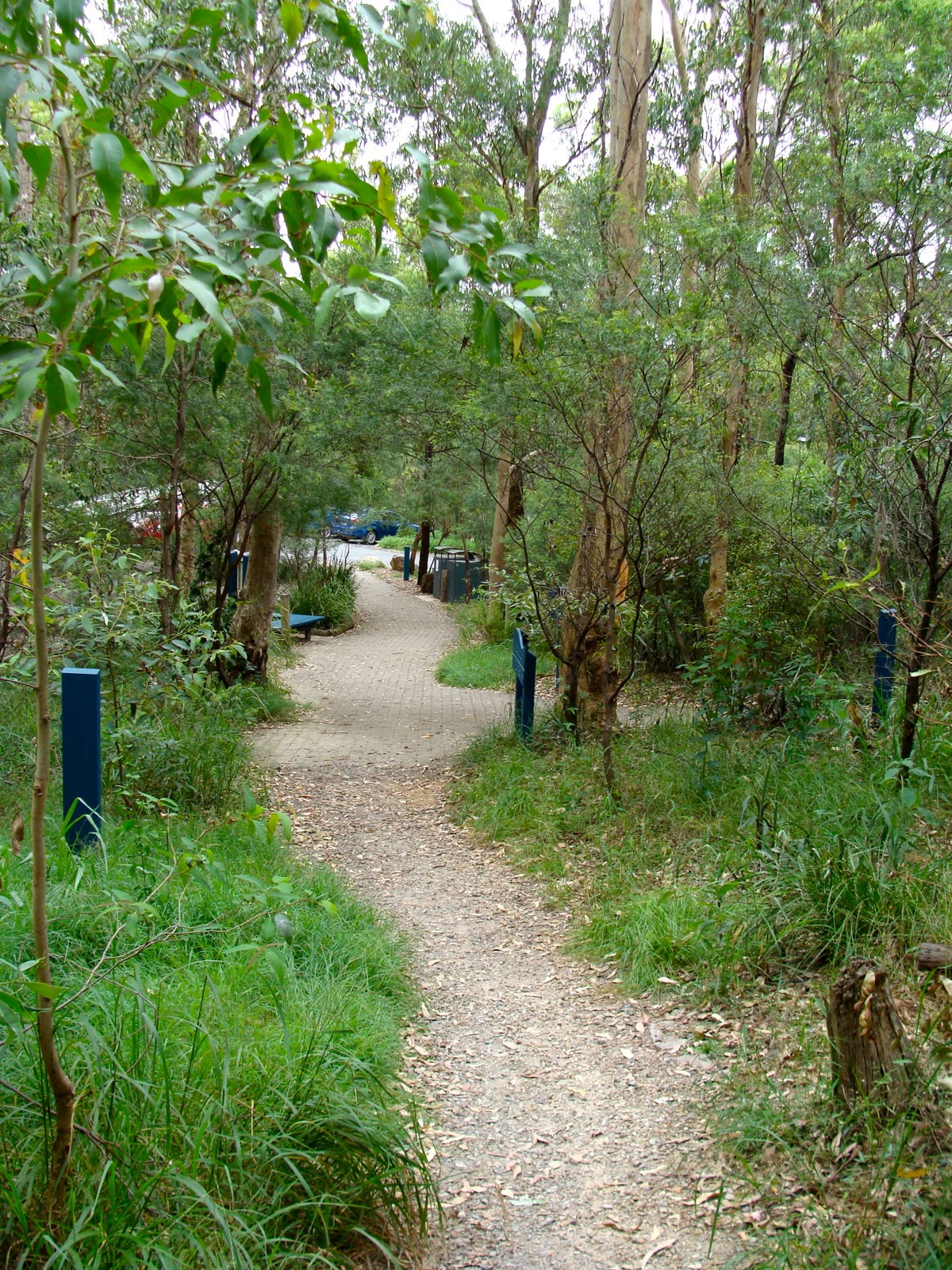 Weekend in Bris Vegas: Toohey Forest walking tracks- Nathan