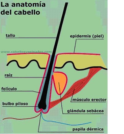 Curso de Belleza Capilar: Anatomía y fisiología del cabello