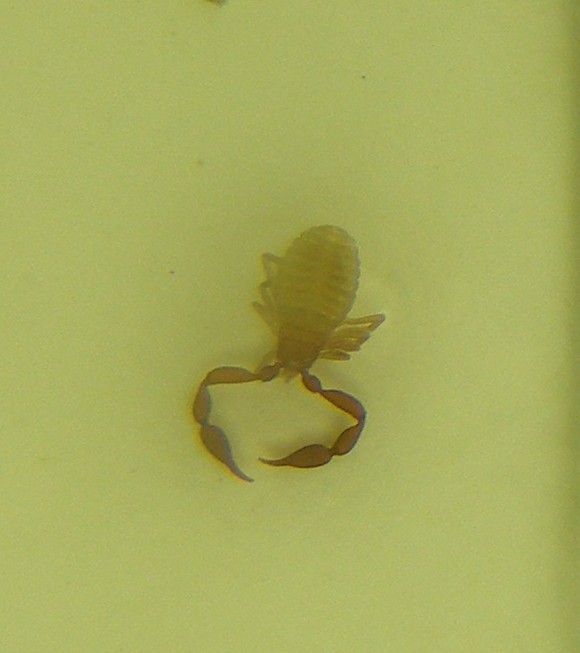 CONSERVACIÓN DE CAVIDADES: Pseudoescorpión Chernetidae pselaphochernes ...