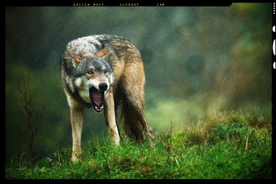 while(Alive()) { Learn(); Create(); }: UK Wolf Conservation Trust, a ...