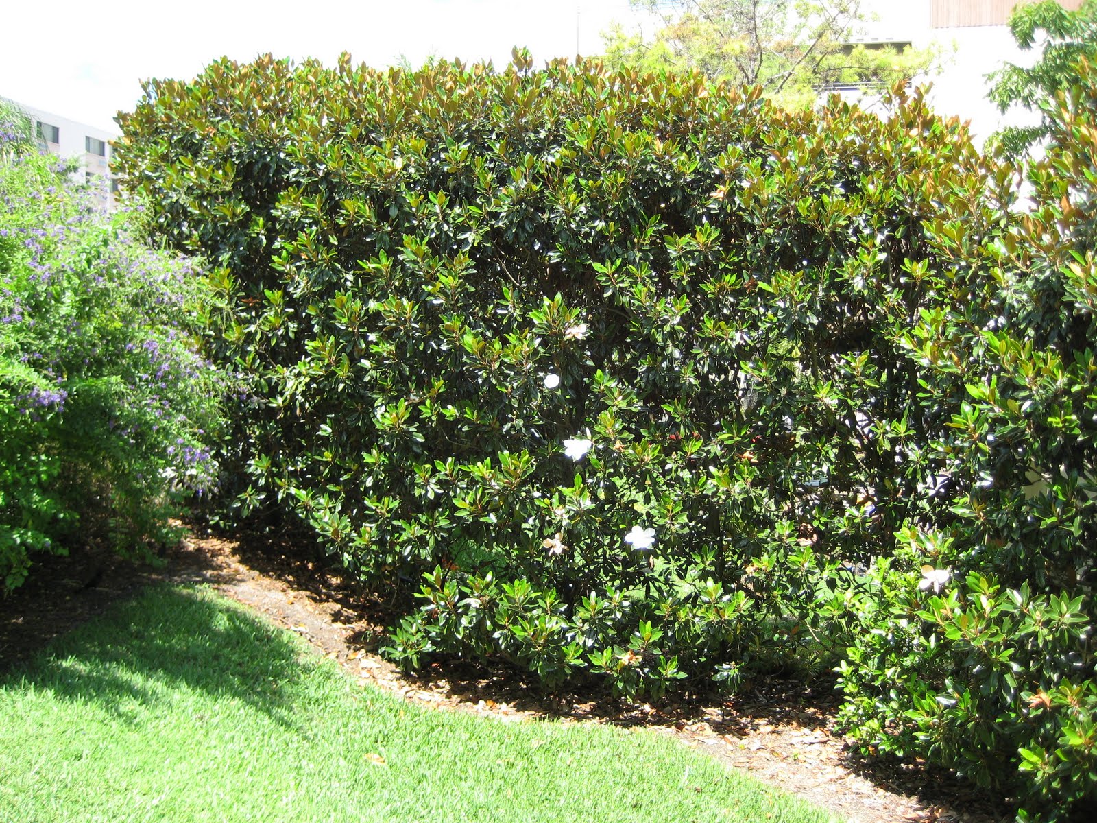 Alejandra Rollings: Archive Hedge ideas for landscaping