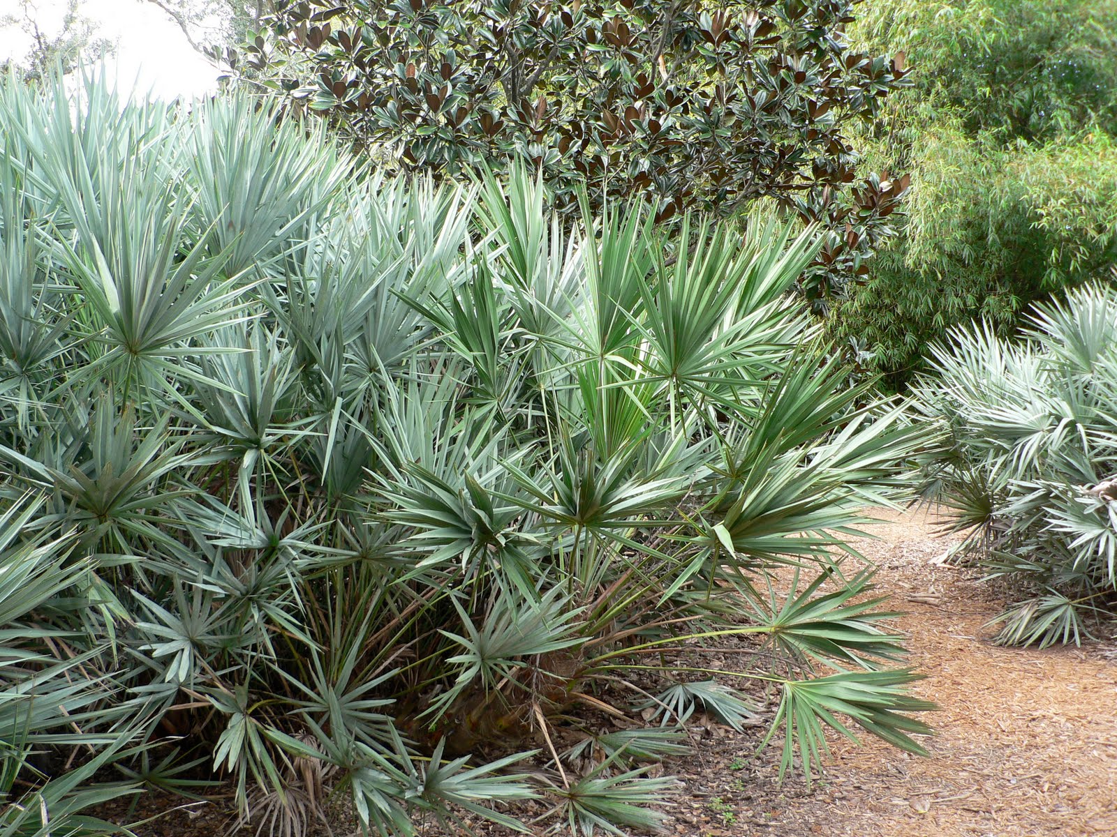 Serenoa repens, Silver Saw Palmetto. Has sharp bristles on leaves and ...