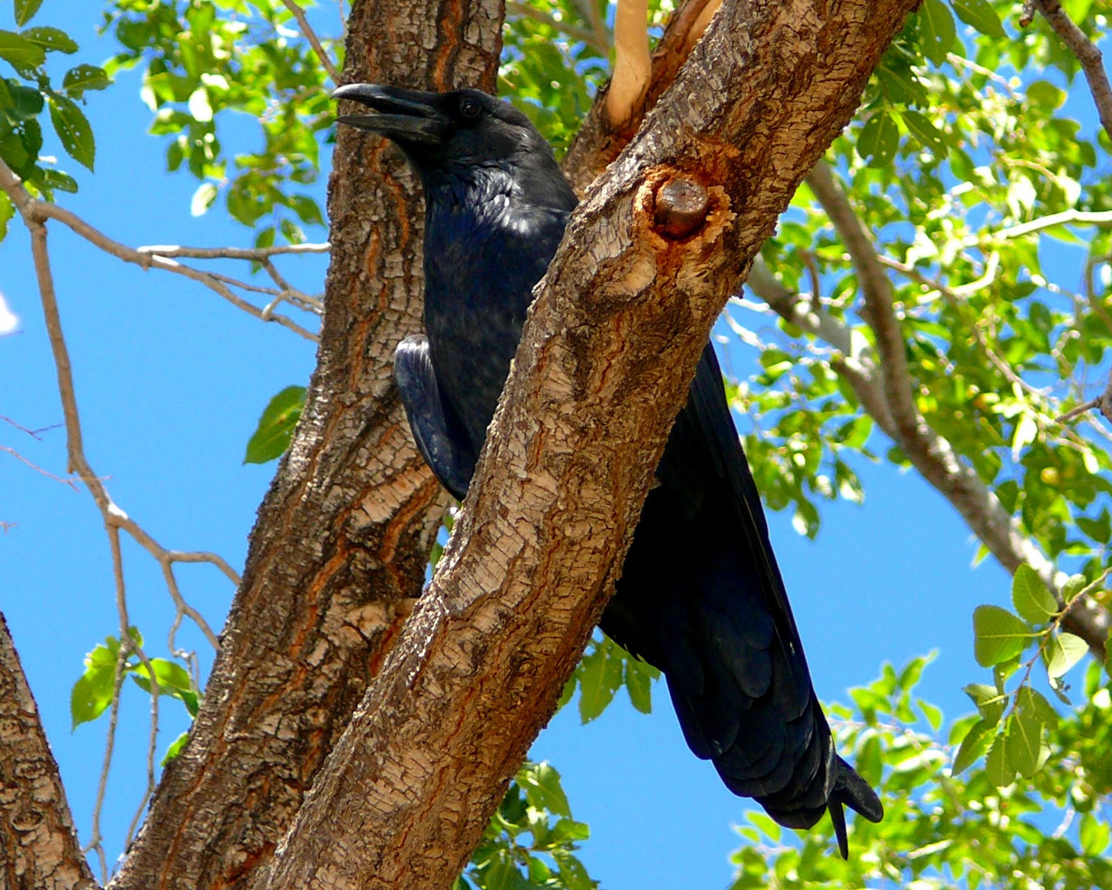 Cat On My Head: Crow Caw