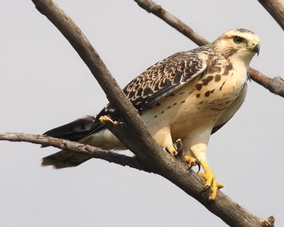 Capra Lane Farm: Look out for killer hawks!