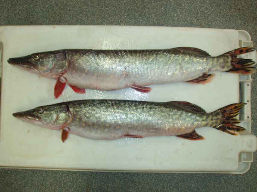 Kalameestele: Minu esimene kala