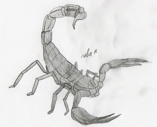 ALACRAN DIBUJO - Imagui