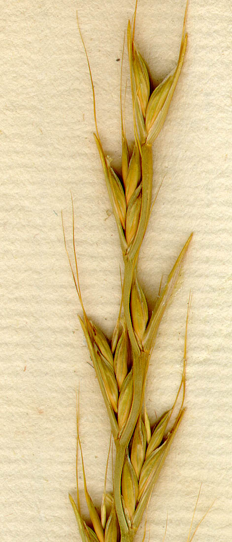 Matthew to Revelation: Matthew 13:24-30, 36-43 - "Jesus presented ...