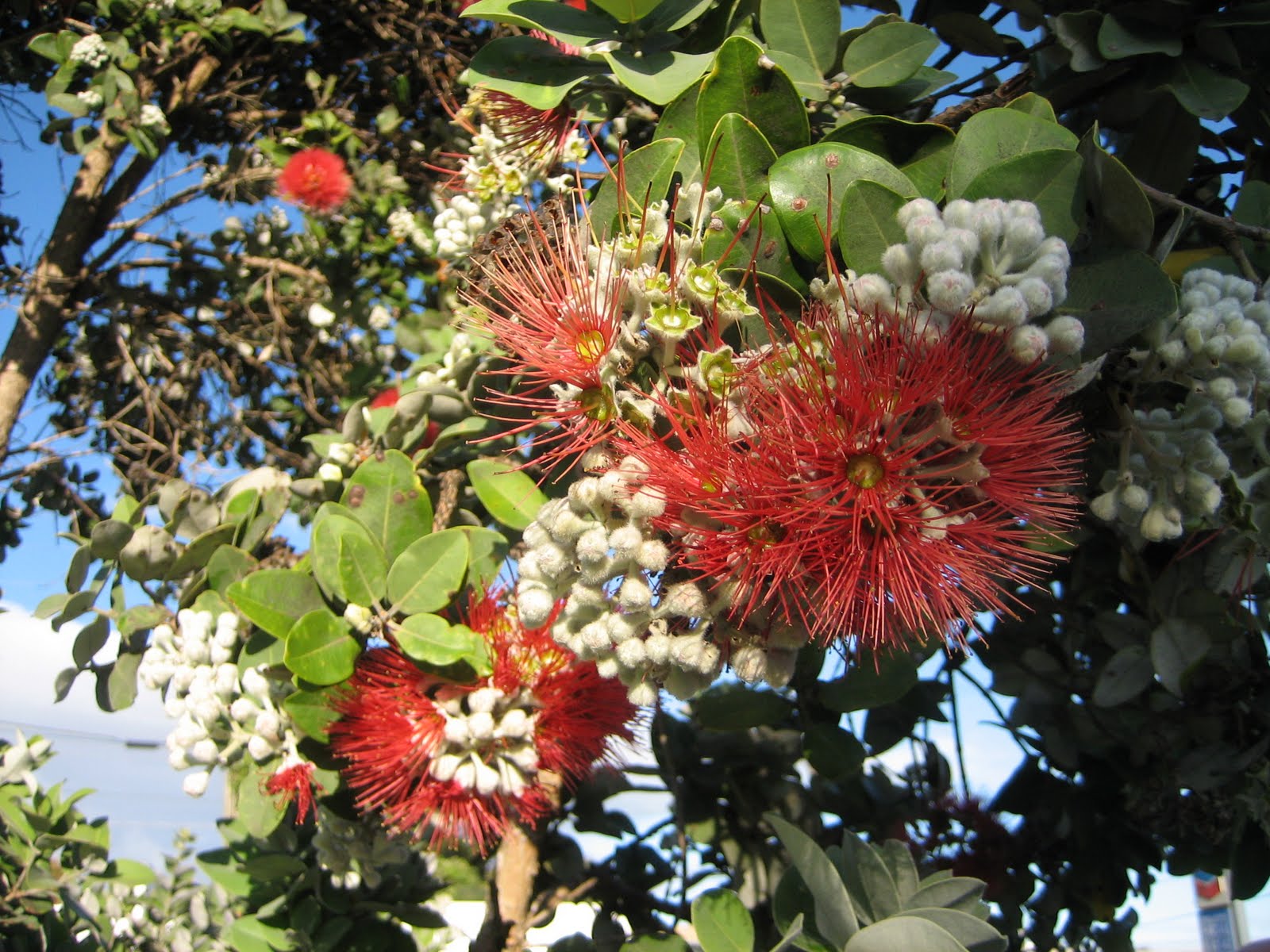 Michael & Christopher in Hawai'i: The 'Ohi'a lehua Tree