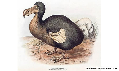 animales-en-extincionblog: ANIMALES EXTINGUIDOS