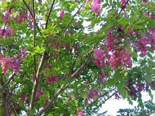 Pucokpaku: The invasive Robinia