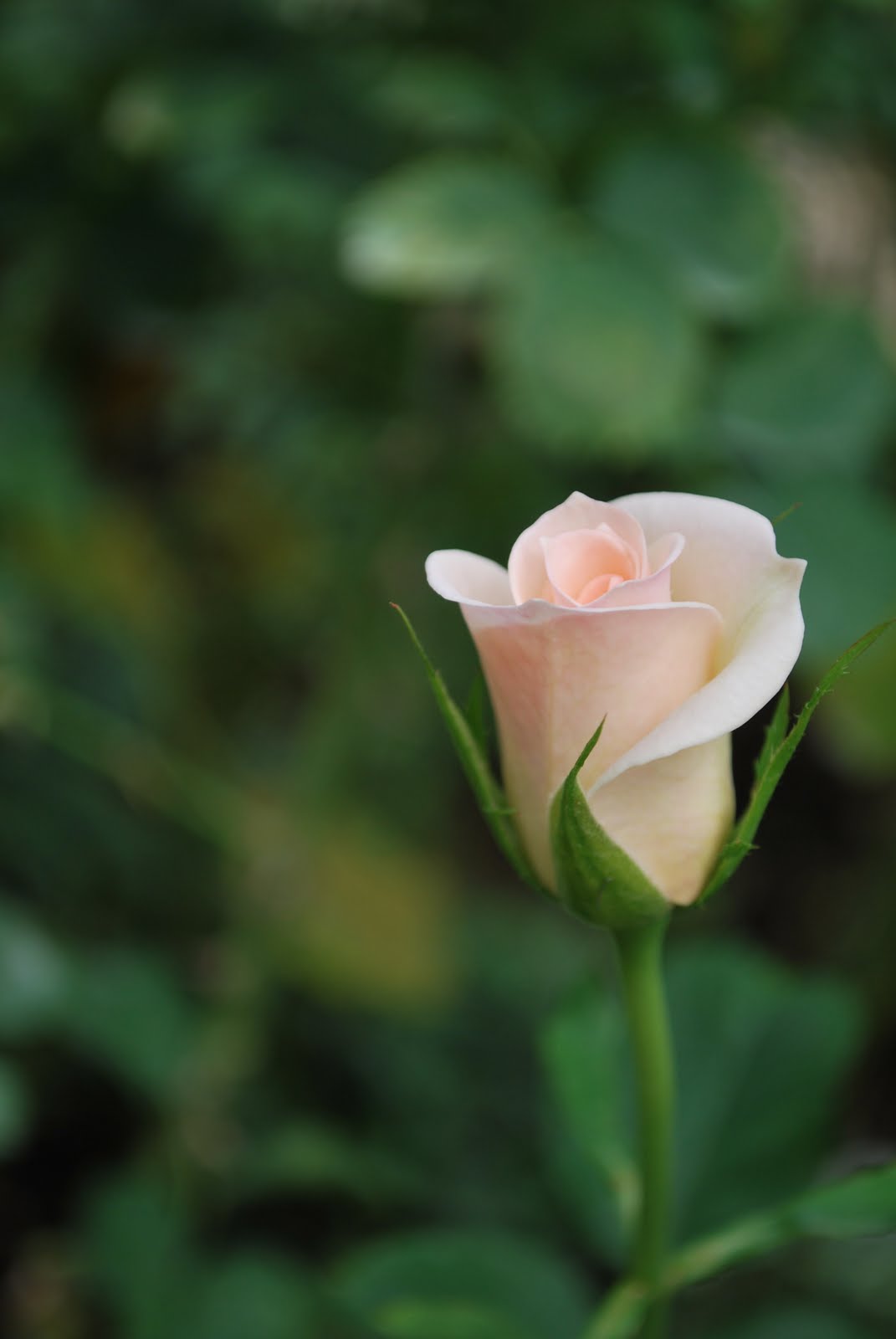 MydreamLand 我的梦幻世界: Charming Roses in Cameron Highland, Malaysia