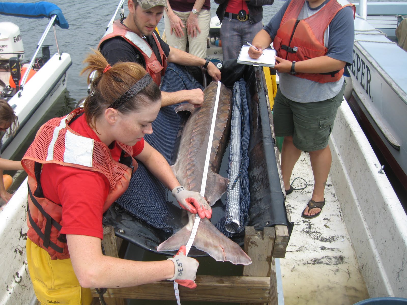 Riverkeeper Boat Blog: Tagging Atlantic Sturgeon near Norrie Point
