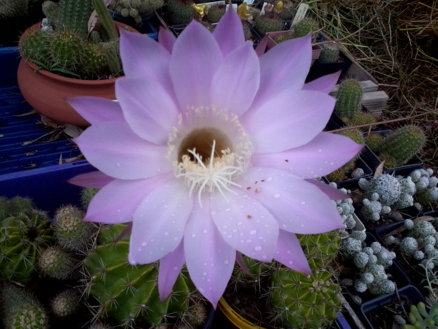 Twiterature: Cactus flower blooms