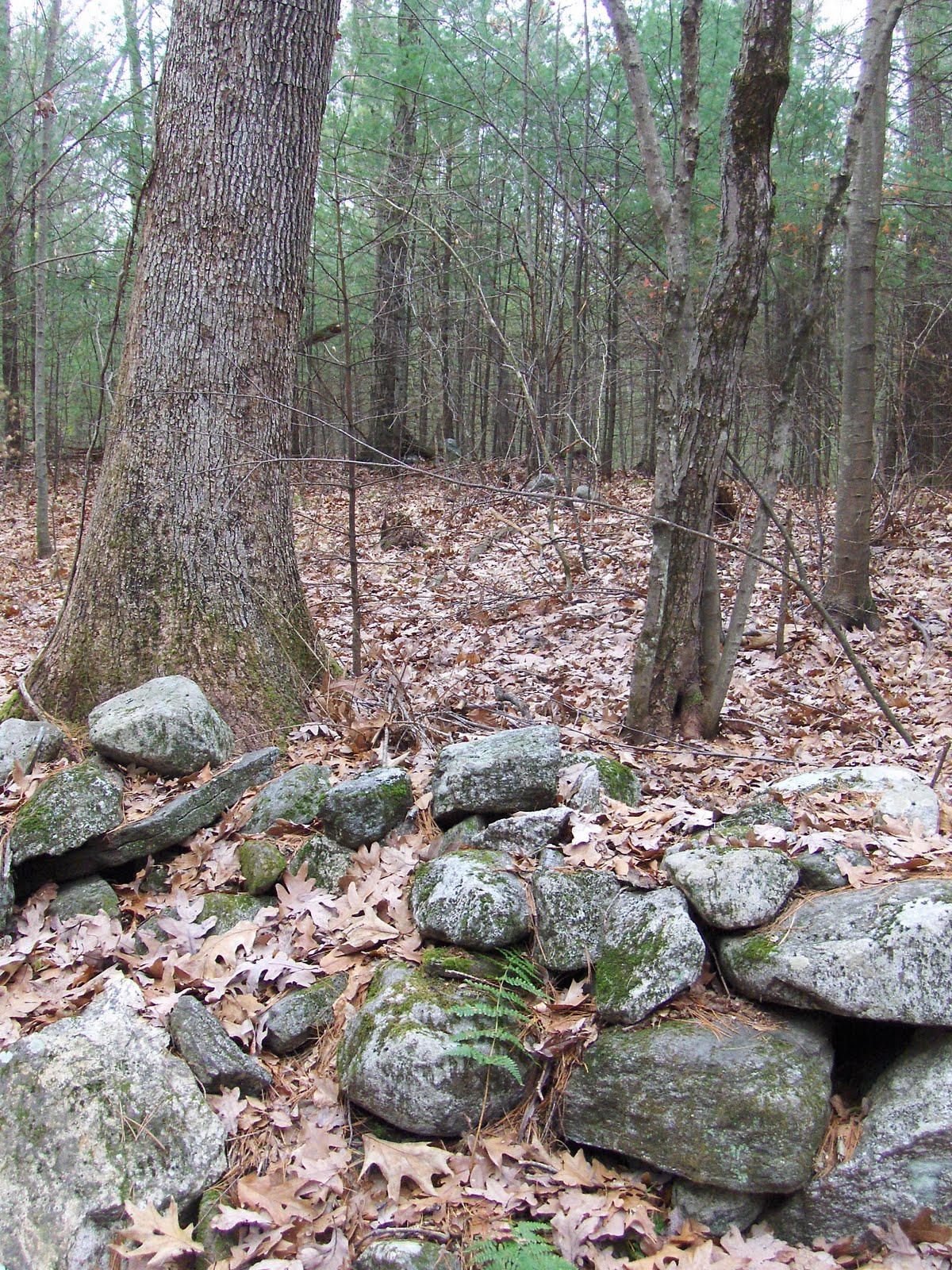 Rock Piles: Southern Nagog Hill, Conant Brook - Acton MA