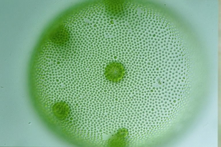 Volvox: Volvox aureus