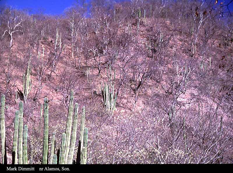 Geografía de México: TEMA 4. LA SELVA SECA