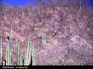 Geografía de México: TEMA 4. LA SELVA SECA