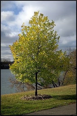 Old Maps, Expeditions and Explorations: CELTIC SYMBOLIC TREE - THE ASH