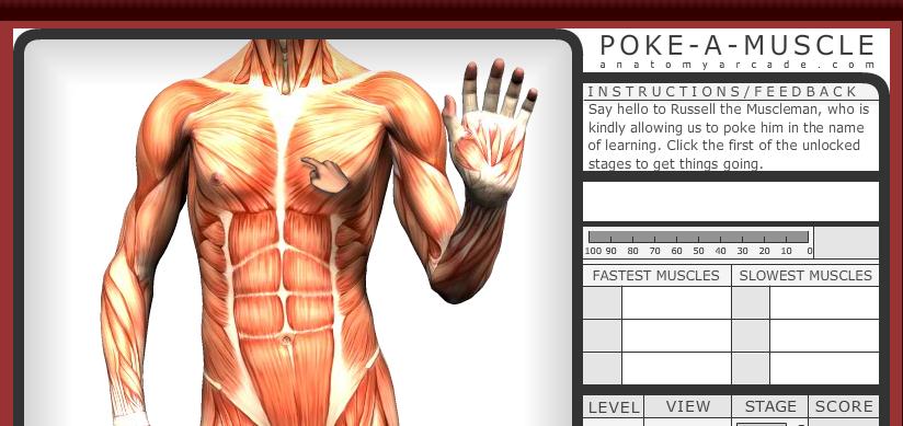 Zion-St. John Lutheran School: Anatomy Arcade- 3rd & 4th Grade