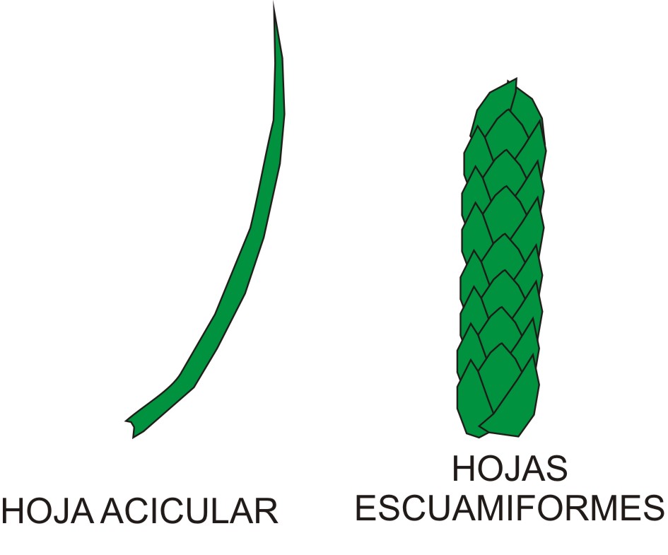 El Árbol de Pedro: Las hojas y partes de una hoja