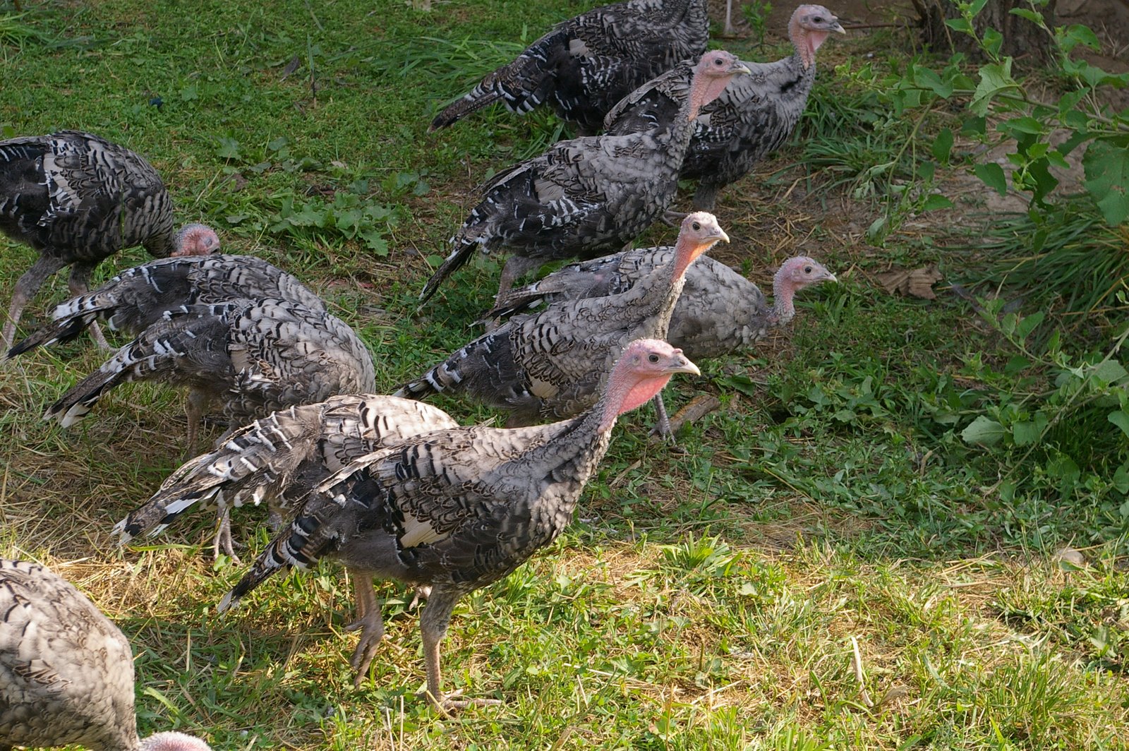Saw-whet Manor: Turkey pen