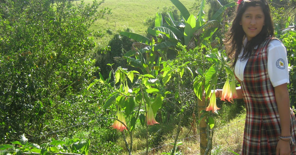 Plantas Medicinales del Abuelo