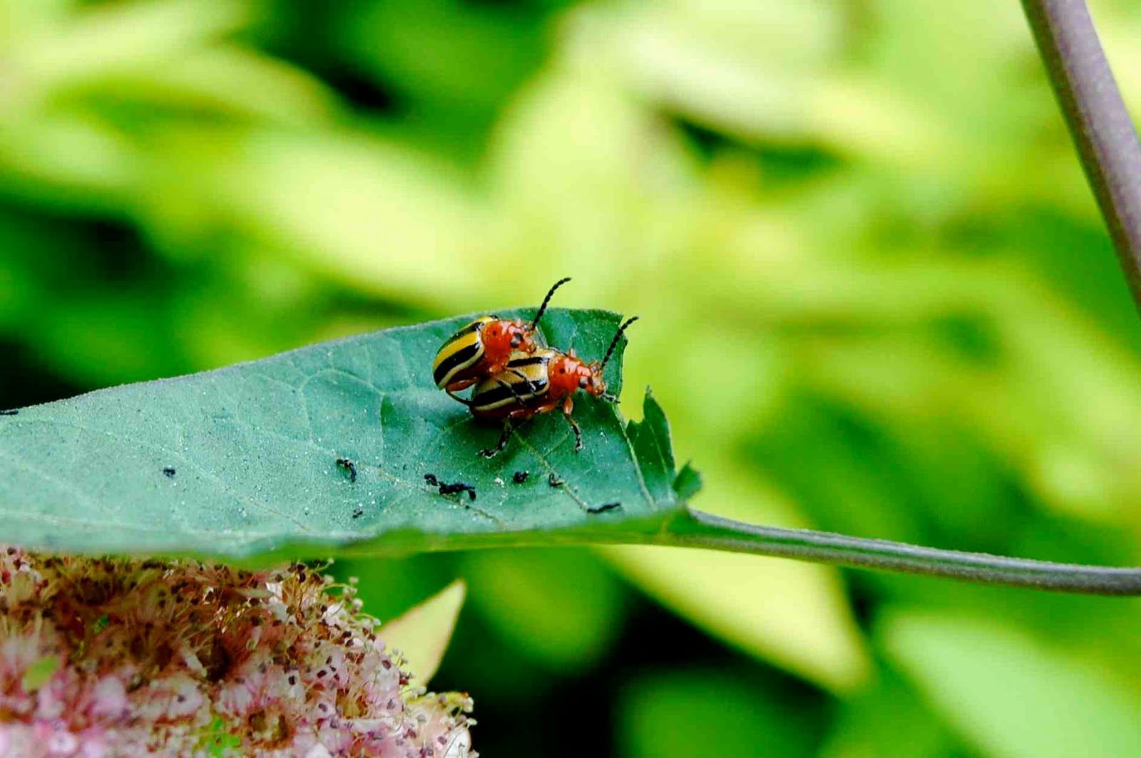 Urban Wildlife Guide The Three Lined Potato Beetle Urban Wildlife Guide The Three Lined Potato Beetle