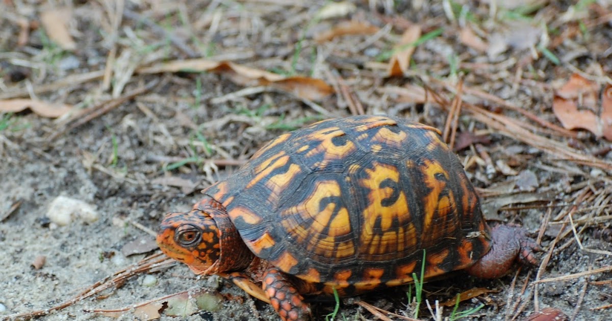 Urban Wildlife Guide: The Eastern Box Turtle