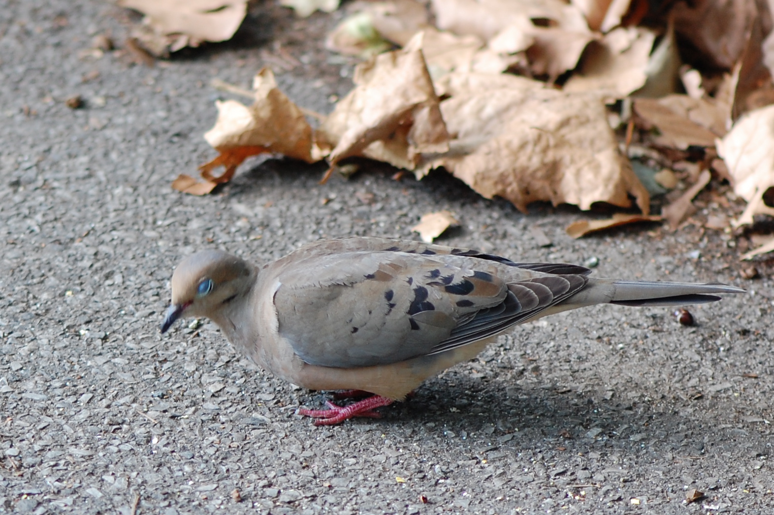 Urban Wildlife Guide: The Mourning Dove -- blue eyelids!