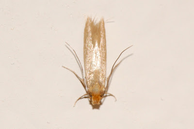 Urban Wildlife Guide: The Common Clothes Moth