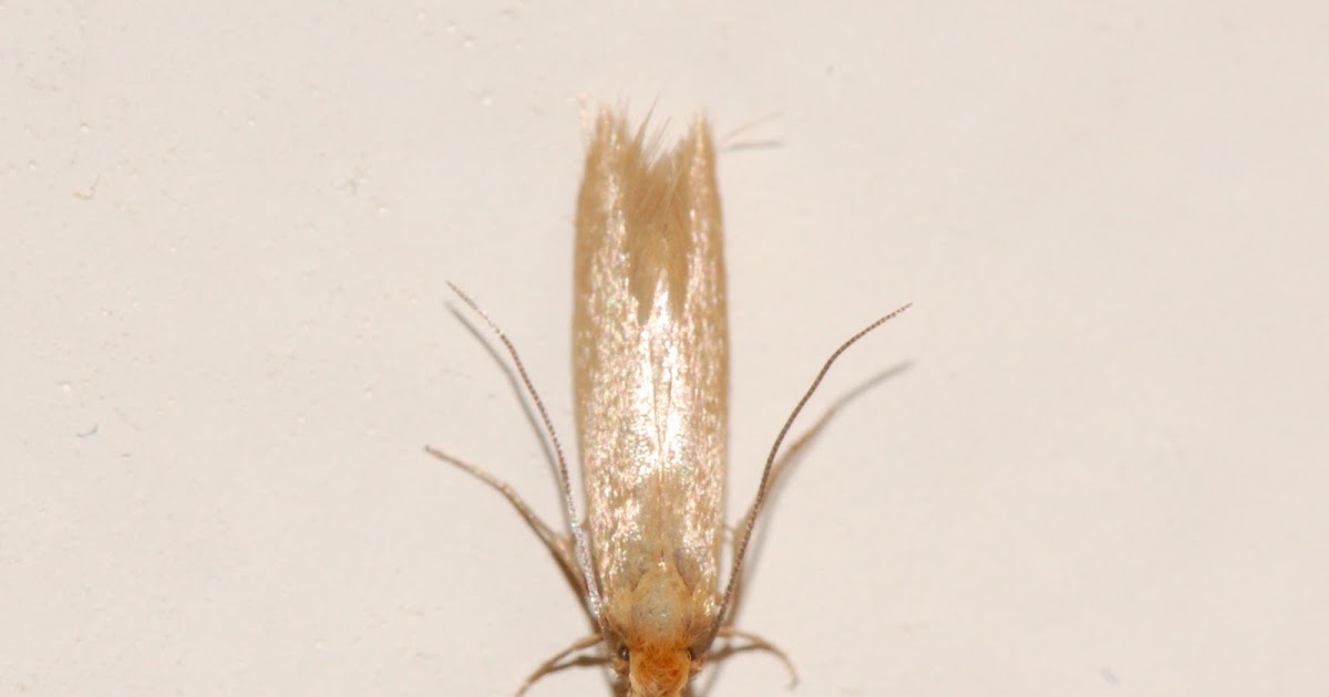 Urban Wildlife Guide: The Common Clothes Moth