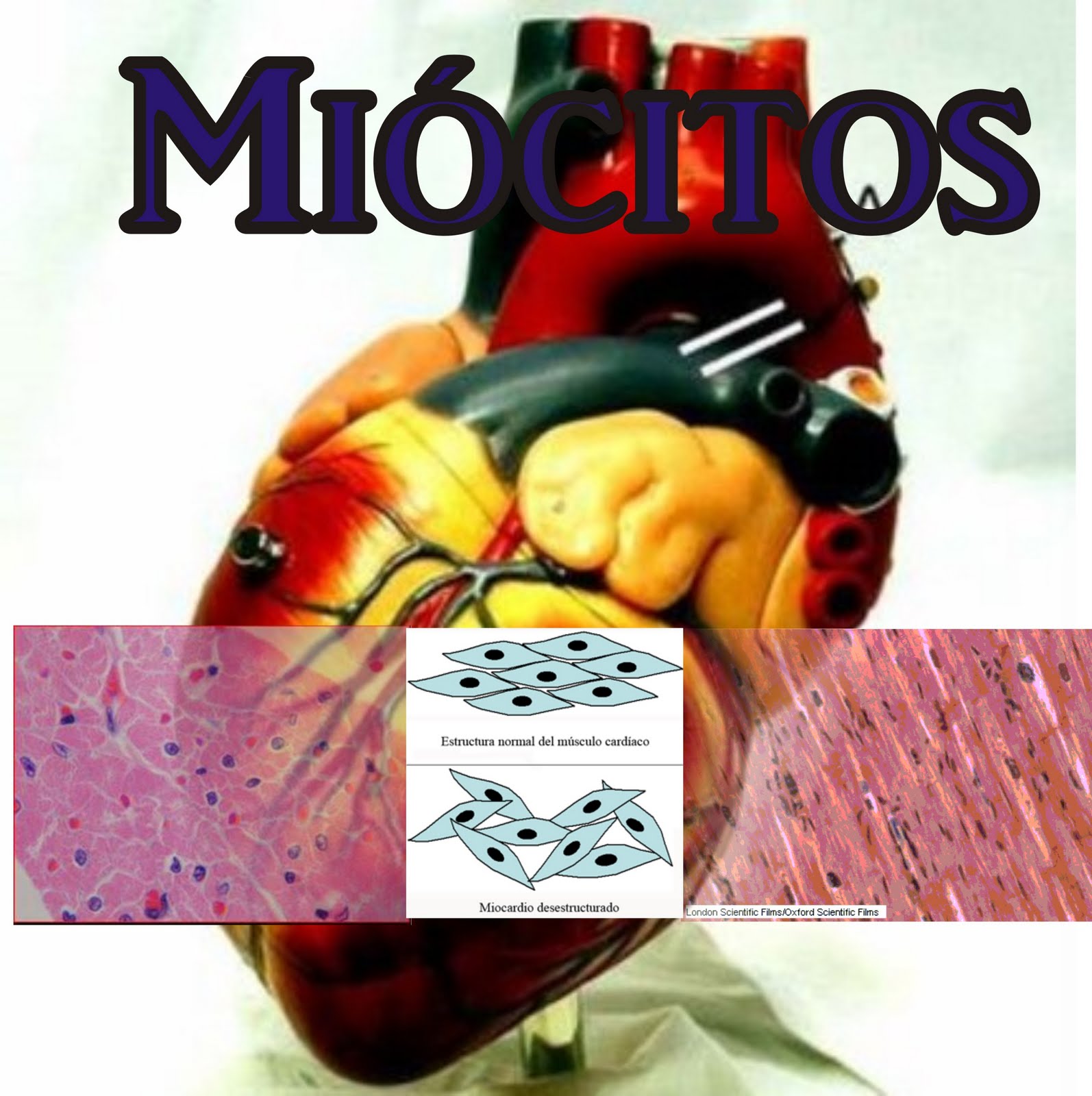 Célula Interdisciplinar: Células Cardíacas